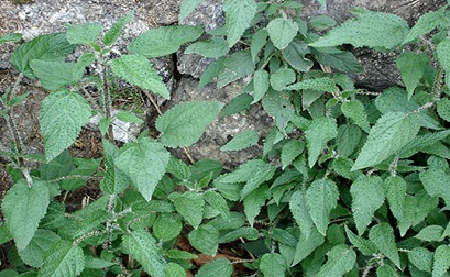Stinging Nettle (Bichhu Ghass) - सियूँण, बिच्छू घास , कनाली (Urtica ...